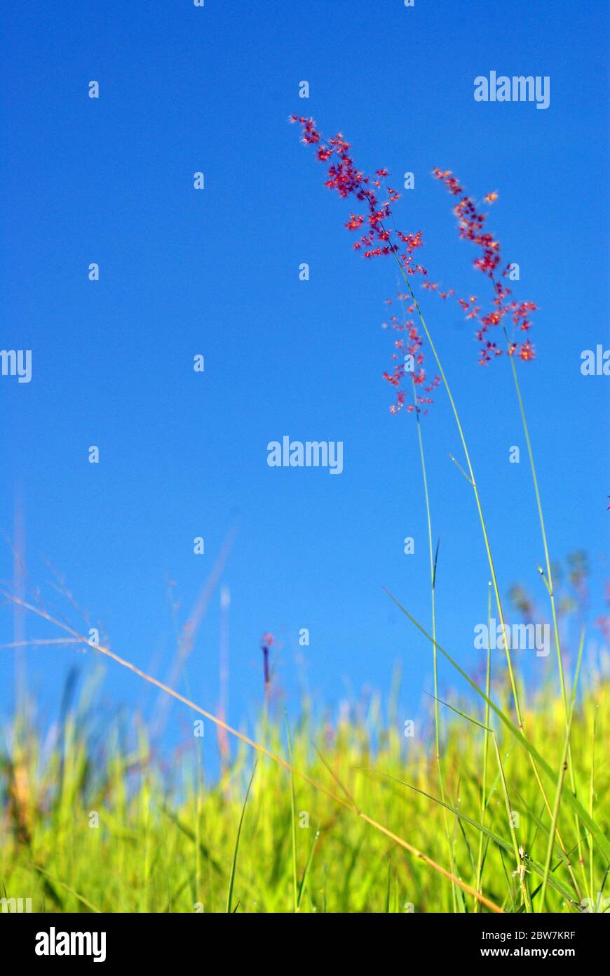 Redtop grass hi-res stock photography and images - Alamy