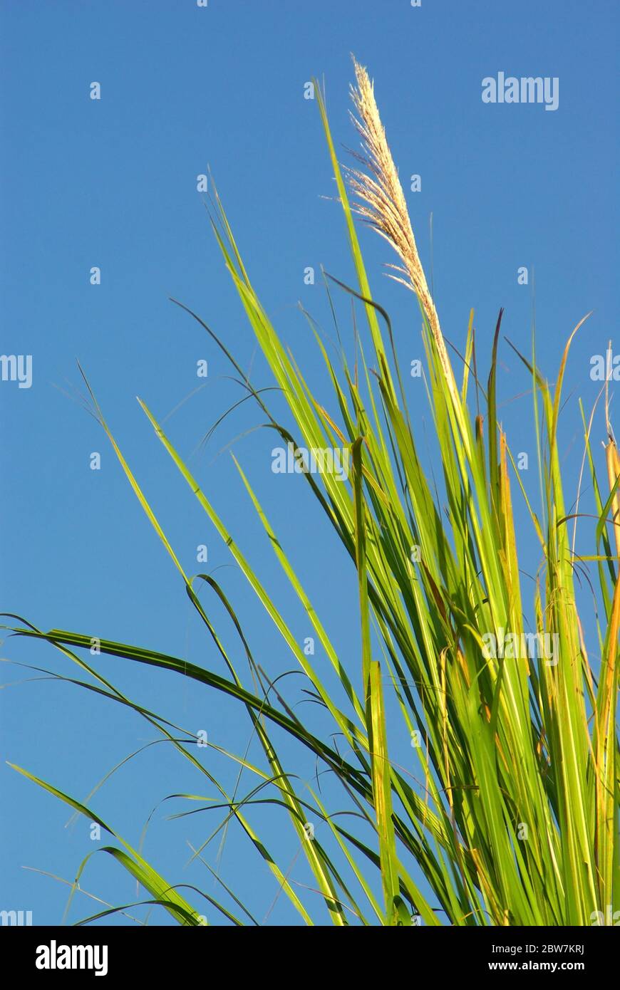 Flower of Flute reed grass in wind and blue sky Stock Photo - Alamy