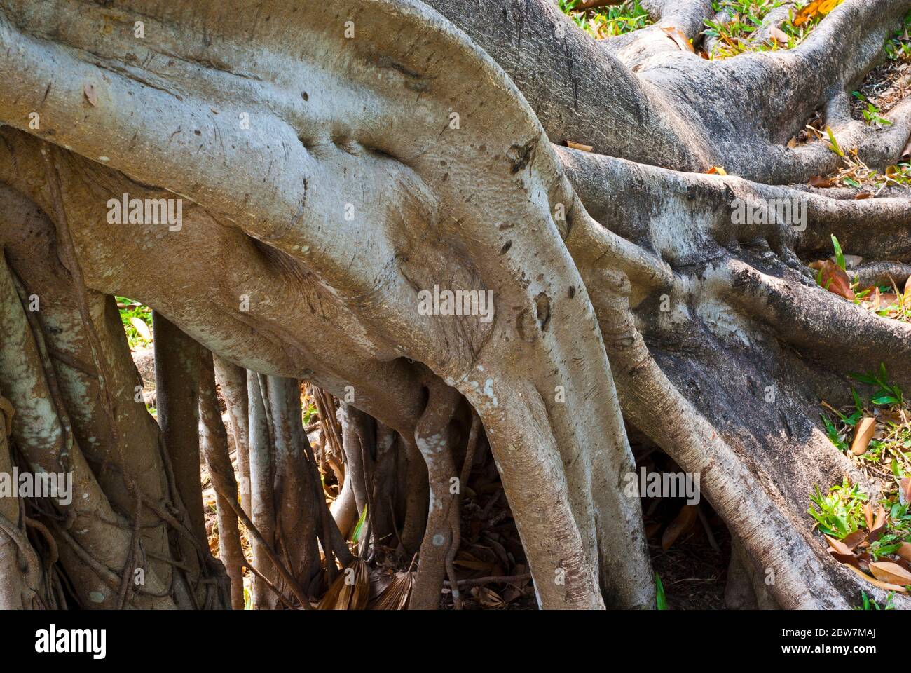 Expand Roots of Banyan tree Stock Photo - Alamy