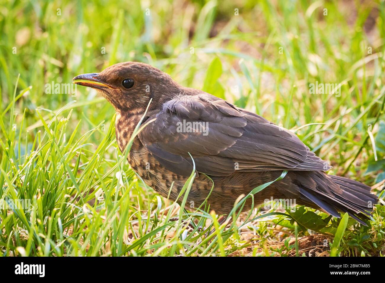 Common blackbird chick fledgling on grass (Turdus merula Stock Photo ...