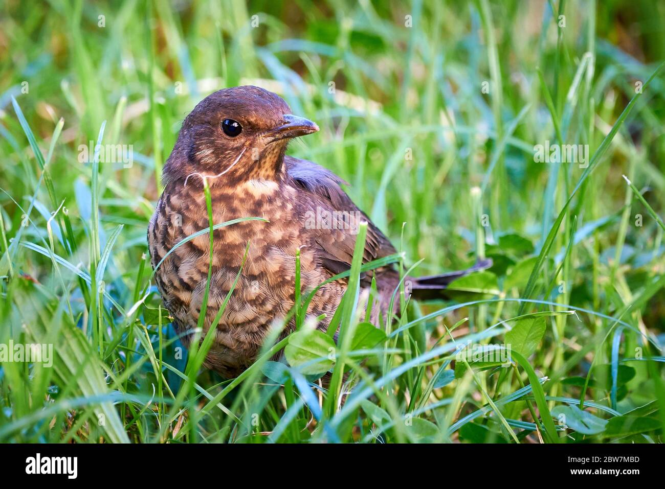 Common blackbird chick fledgling on grass (Turdus merula Stock Photo ...