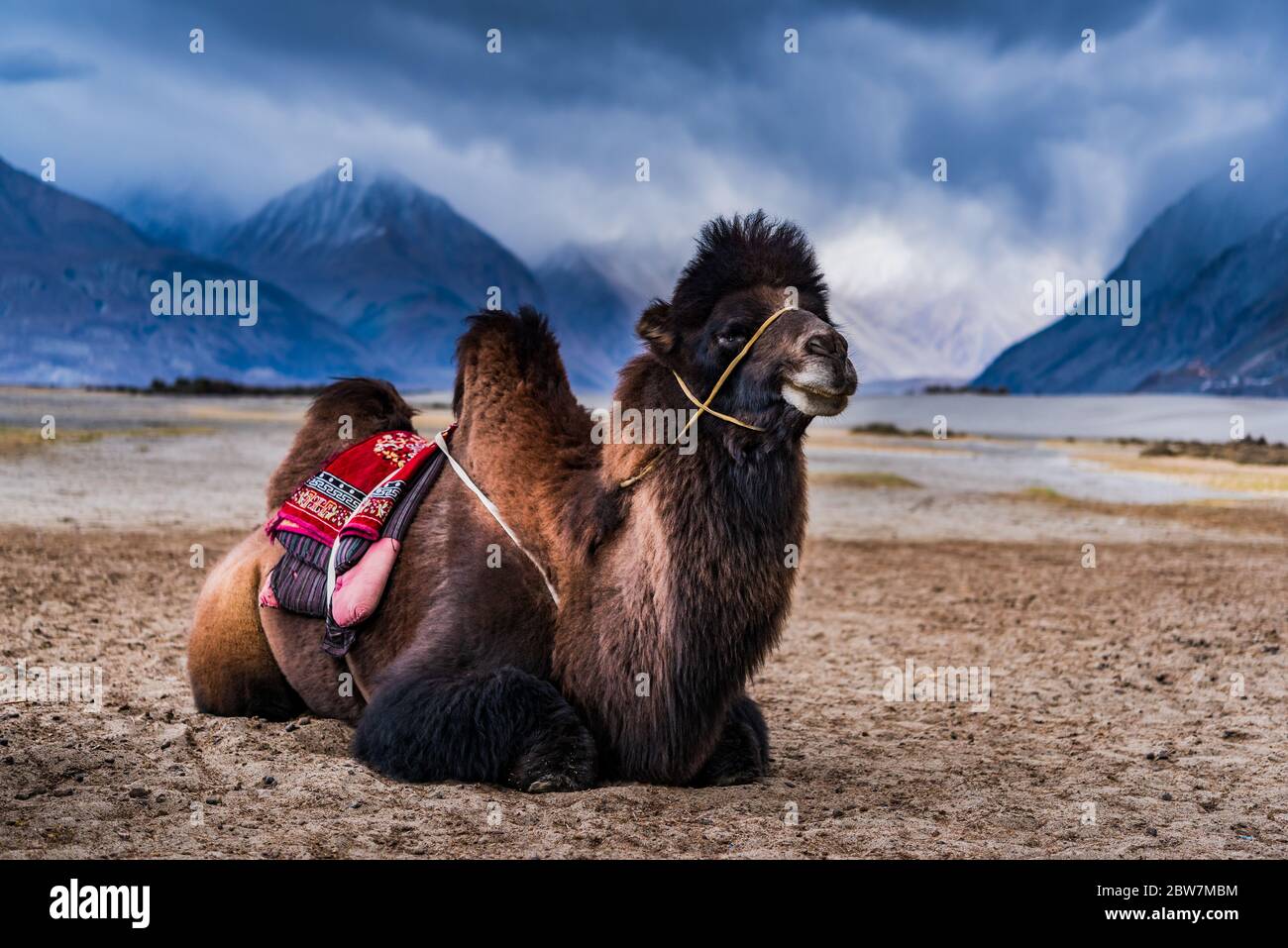 Camel in Nubra Valley, Ladakh, India Stock Photo - Alamy