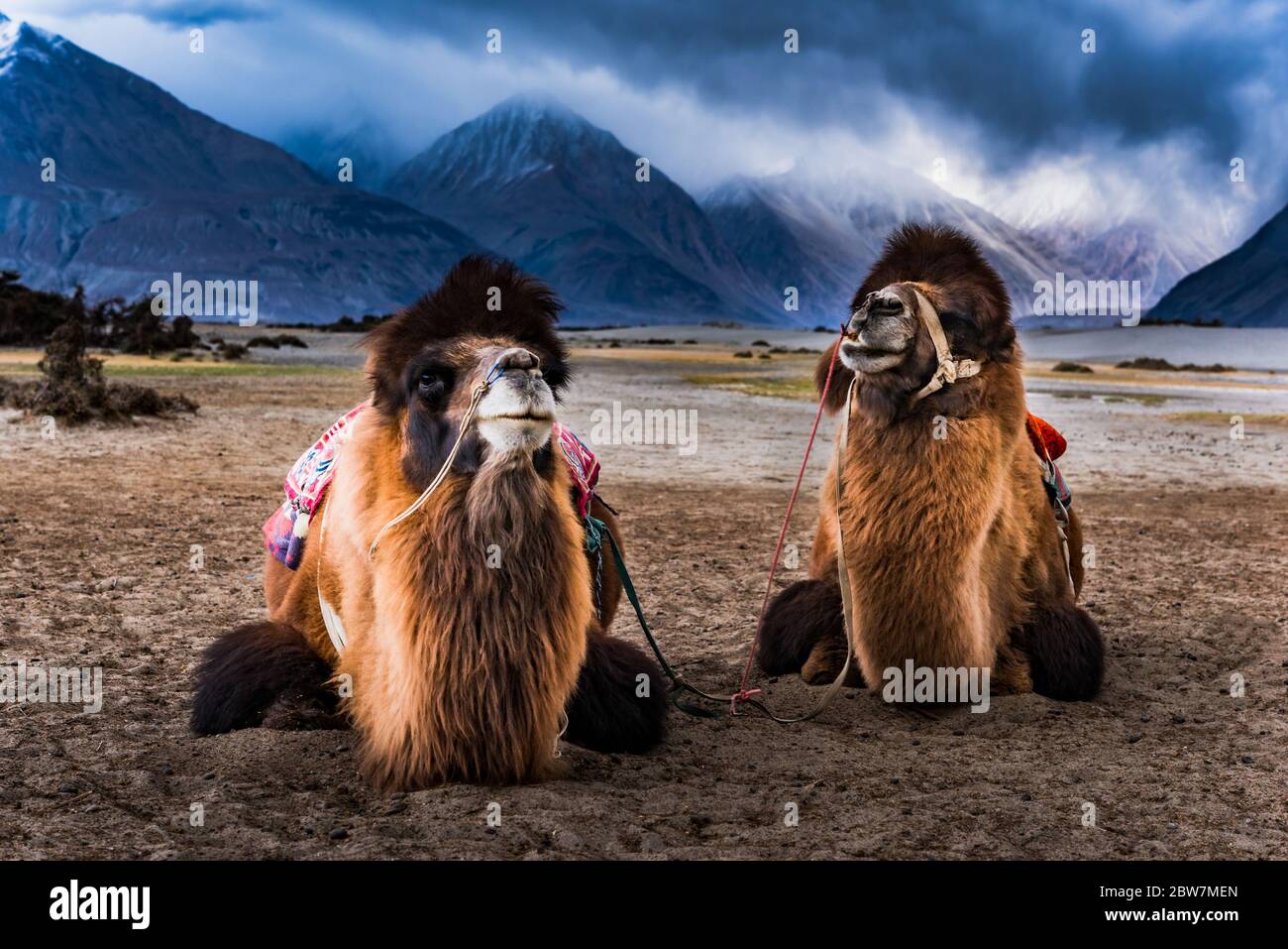 Camel in Nubra Valley, Ladakh, India Stock Photo - Alamy
