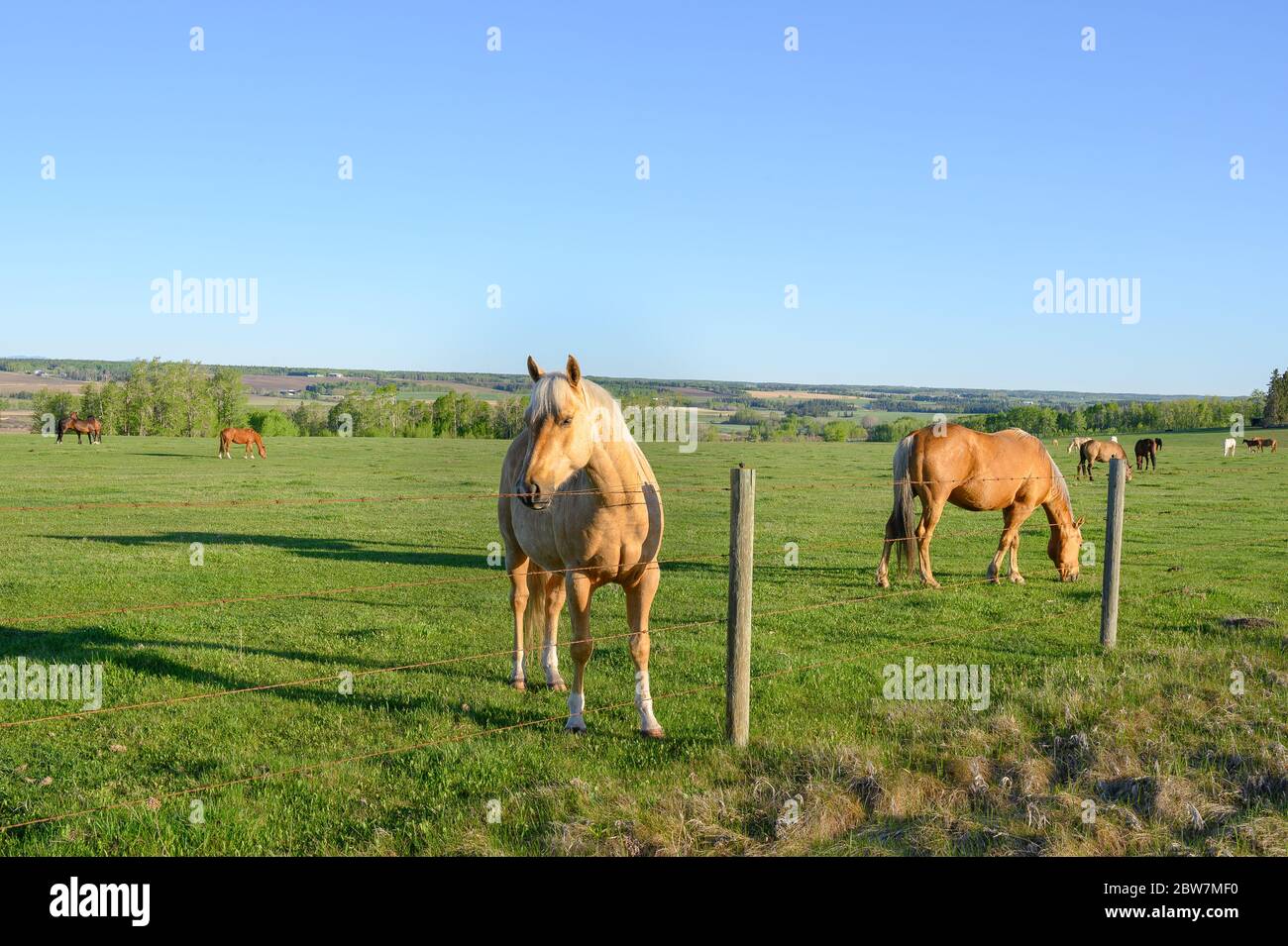 Horses canada plain hi-res stock photography and images - Alamy