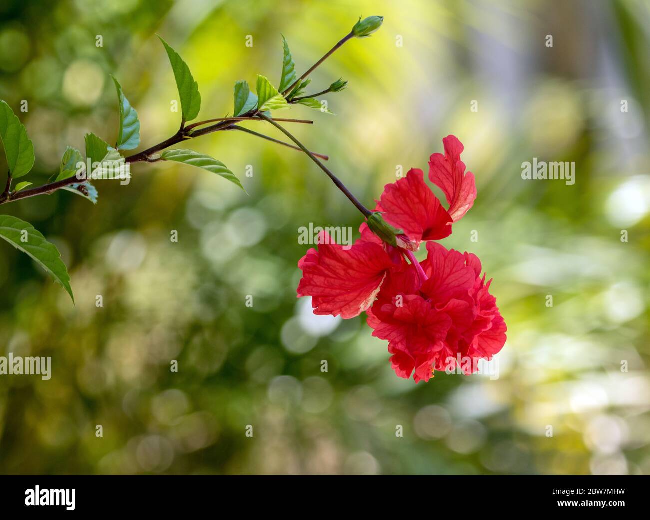 Single red hibiscus flower hi-res stock photography and images - Alamy
