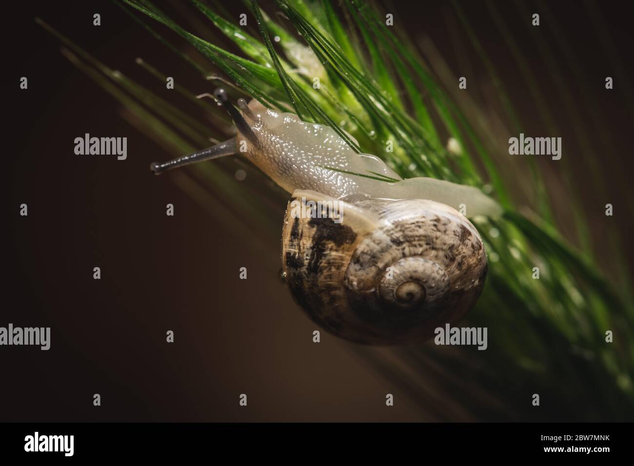 Shiny green insect photo hi-res stock photography and images - Alamy