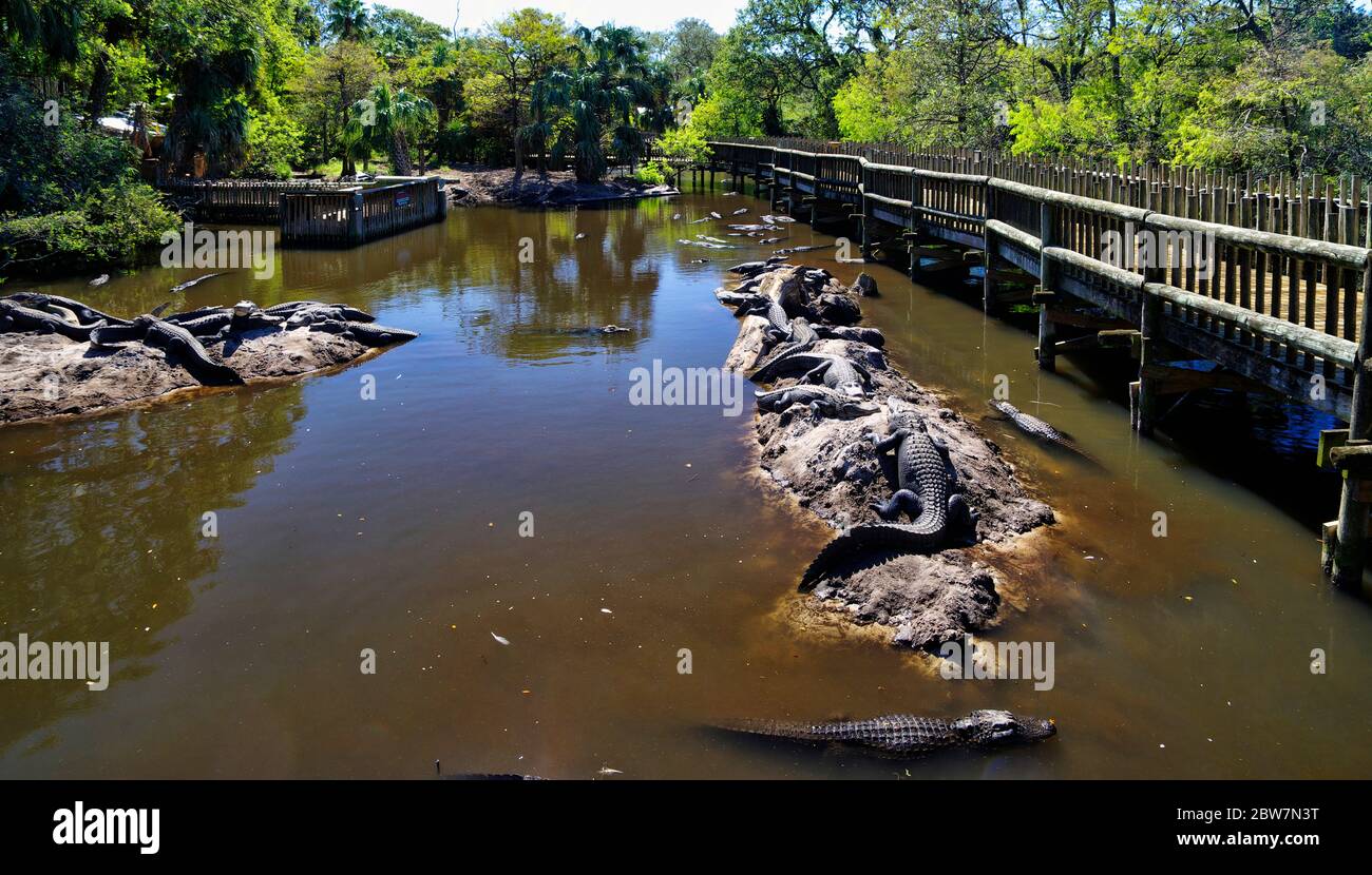 The captive alligators island the farm located in St. Augustine ...