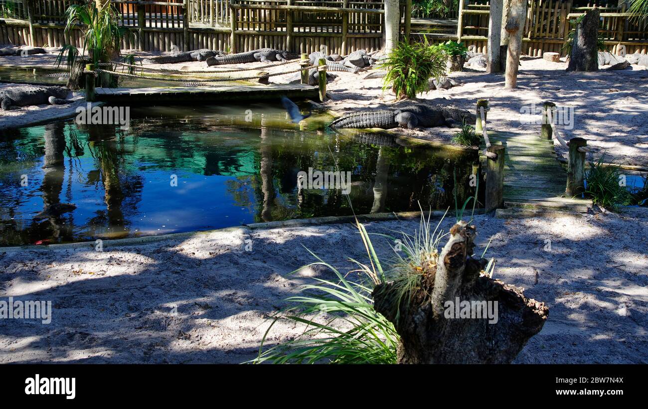 ST AUGUSTINE, FLORIDA, US - OCTOBER 23, 2017: A group of Alligators ...
