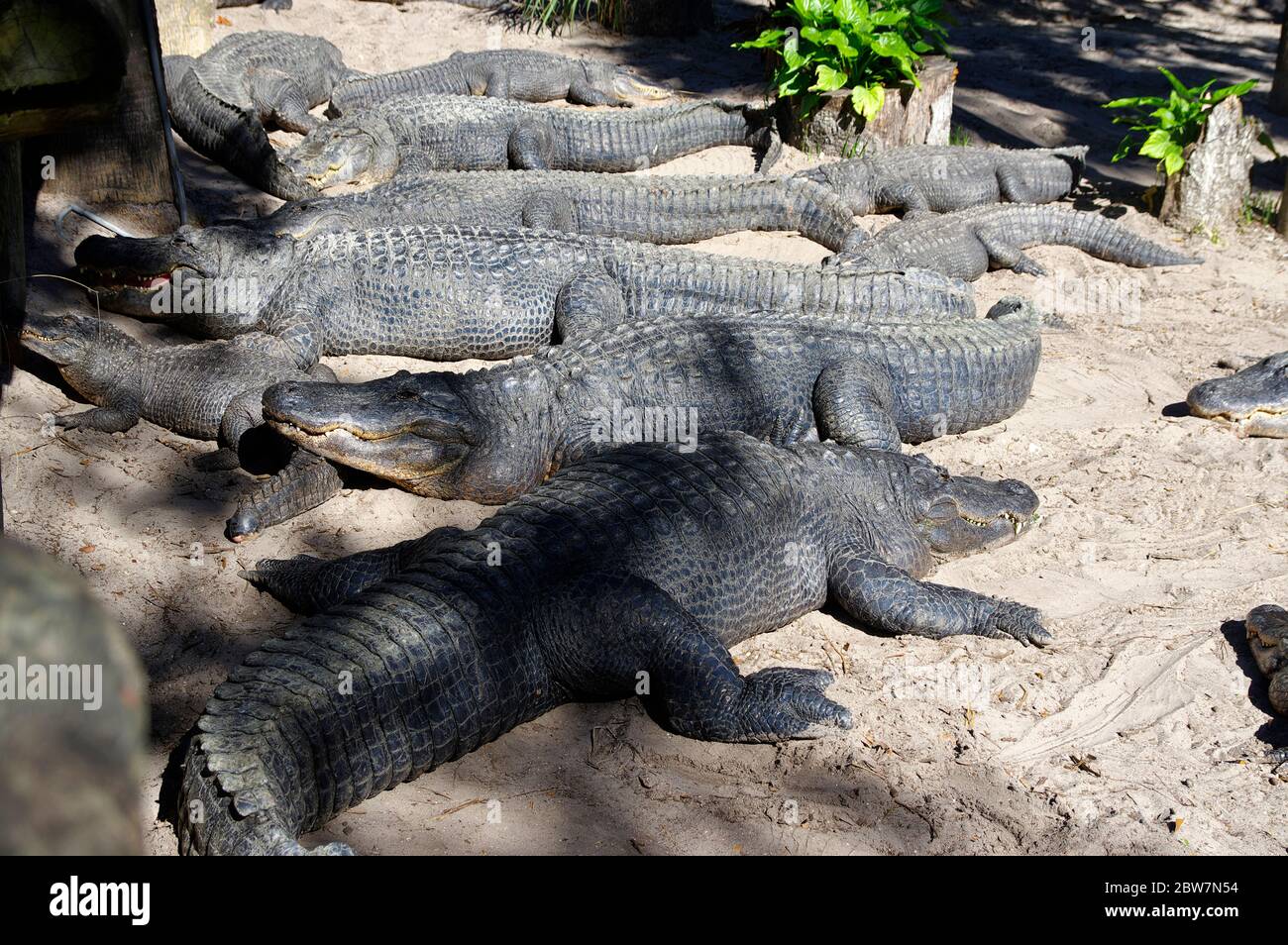 ST AUGUSTINE, FLORIDA, US - OCTOBER 23, 2017: A group of Alligators ...