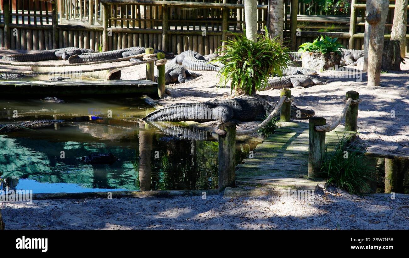 ST AUGUSTINE, FLORIDA, US - OCTOBER 23, 2017: A group of Alligators ...