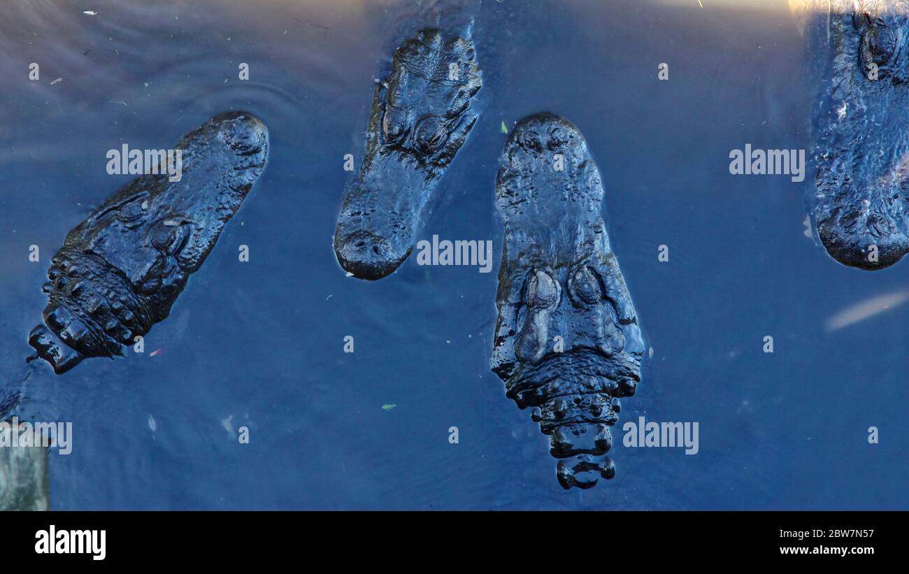 ST AUGUSTINE, FLORIDA, US - OCTOBER 23, 2017: A group of Alligators ...