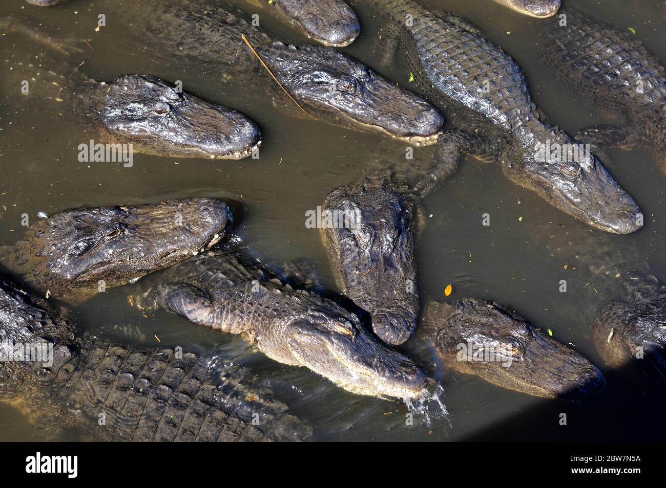 ST AUGUSTINE, FLORIDA, US - OCTOBER 23, 2017: A group of Alligators ...