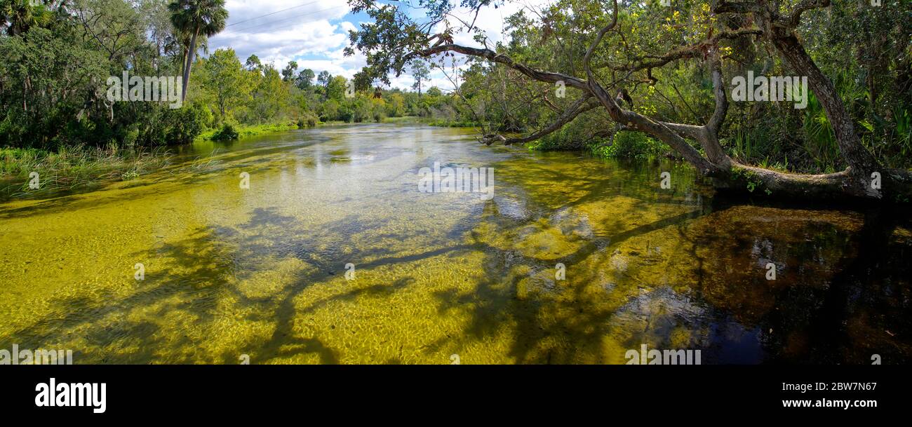 Salt Springs in Ocala National Forest are ancient subterranean springs ...