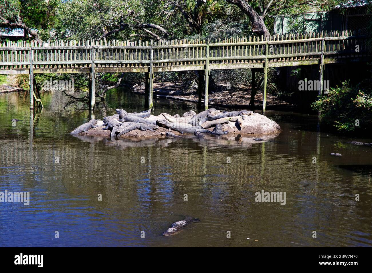 ST AUGUSTINE, FLORIDA, US - OCTOBER 23, 2017: The captive alligators ...