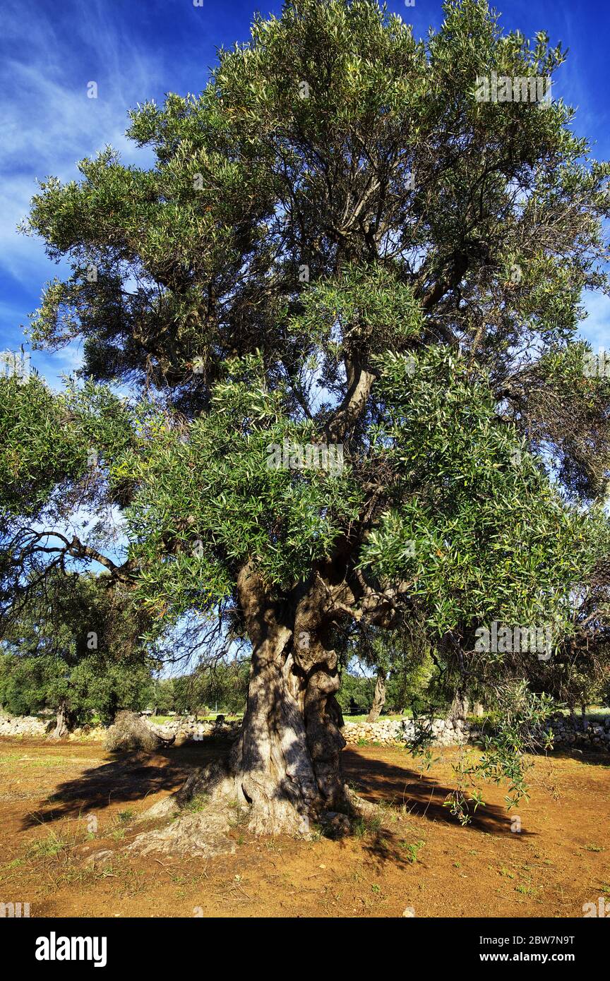 Typical plantation with old oddity olive trees for Apulia region at the ...