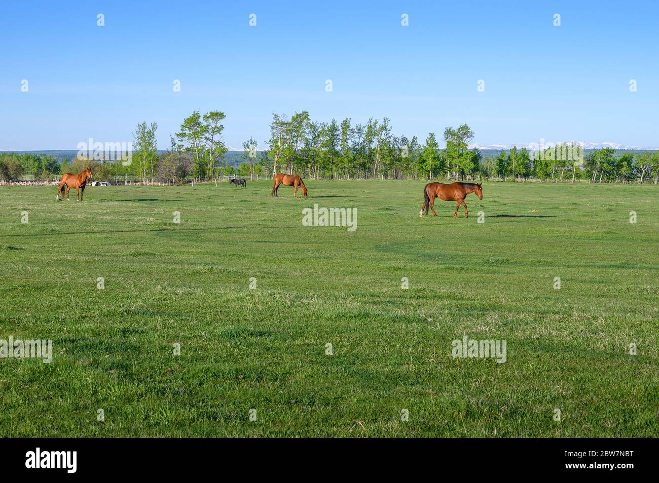 Horses canada plain hi-res stock photography and images - Alamy