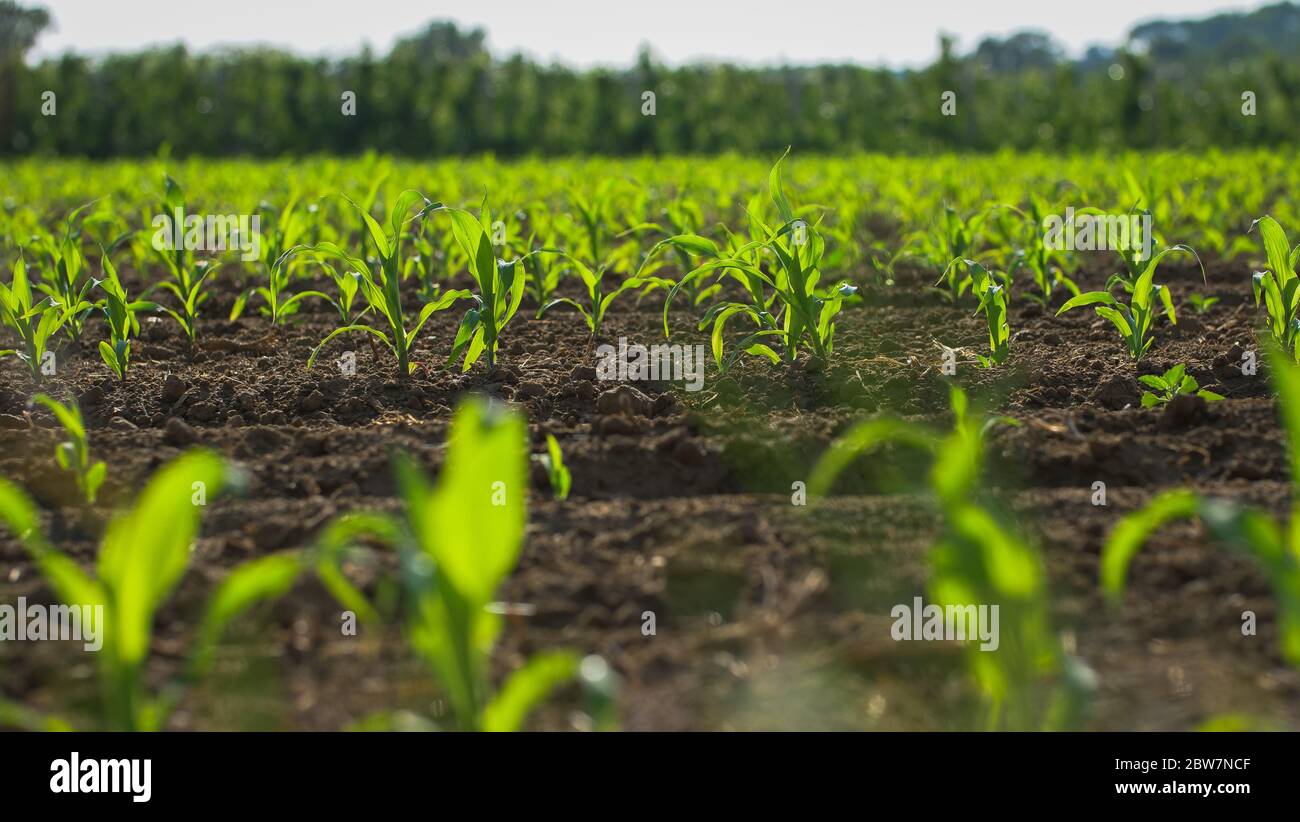 fresh corn crops on an agricultural field Stock Photo - Alamy