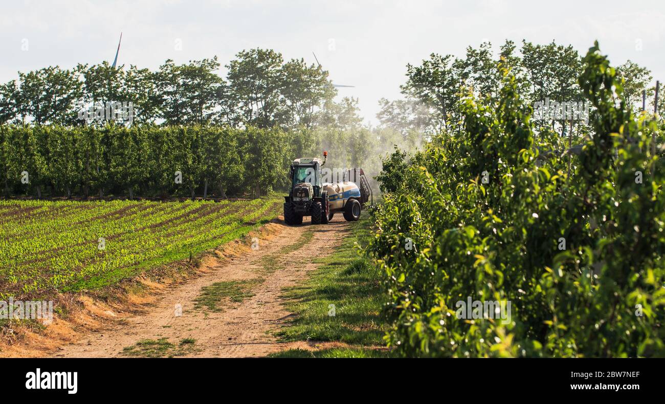 tractor spraying in the orchard Stock Photo - Alamy