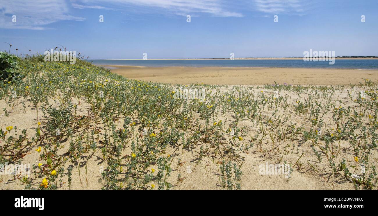 The sandy landscape of Marismas del Odiel National Park in Andalusia ...