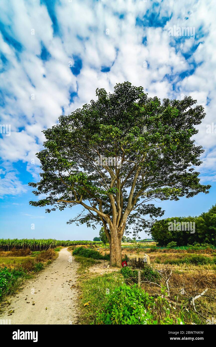 a chinese parasol tree (firmiana simplex)(a scene in the movie Mat biec ...