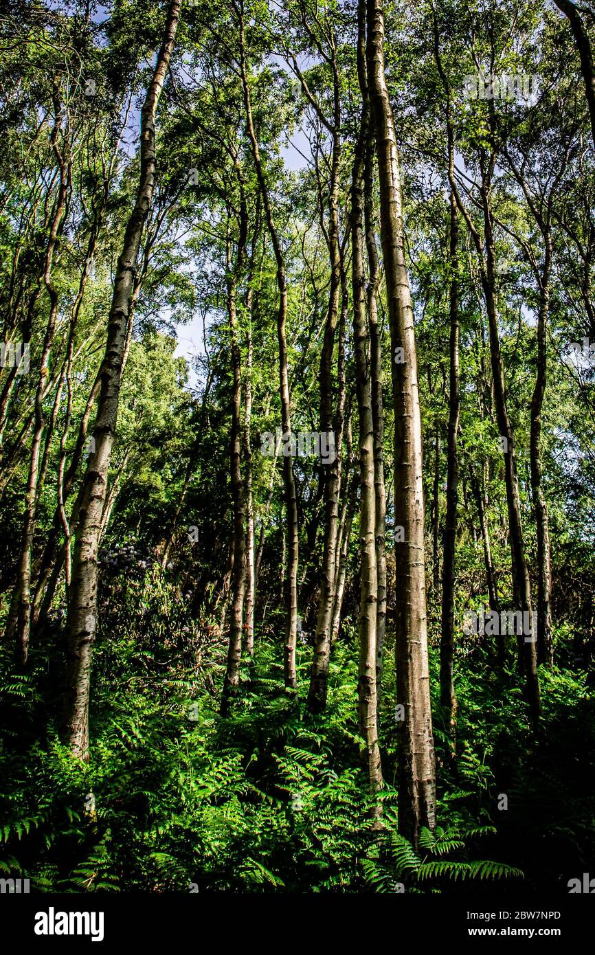 Himley plantation hi-res stock photography and images - Alamy