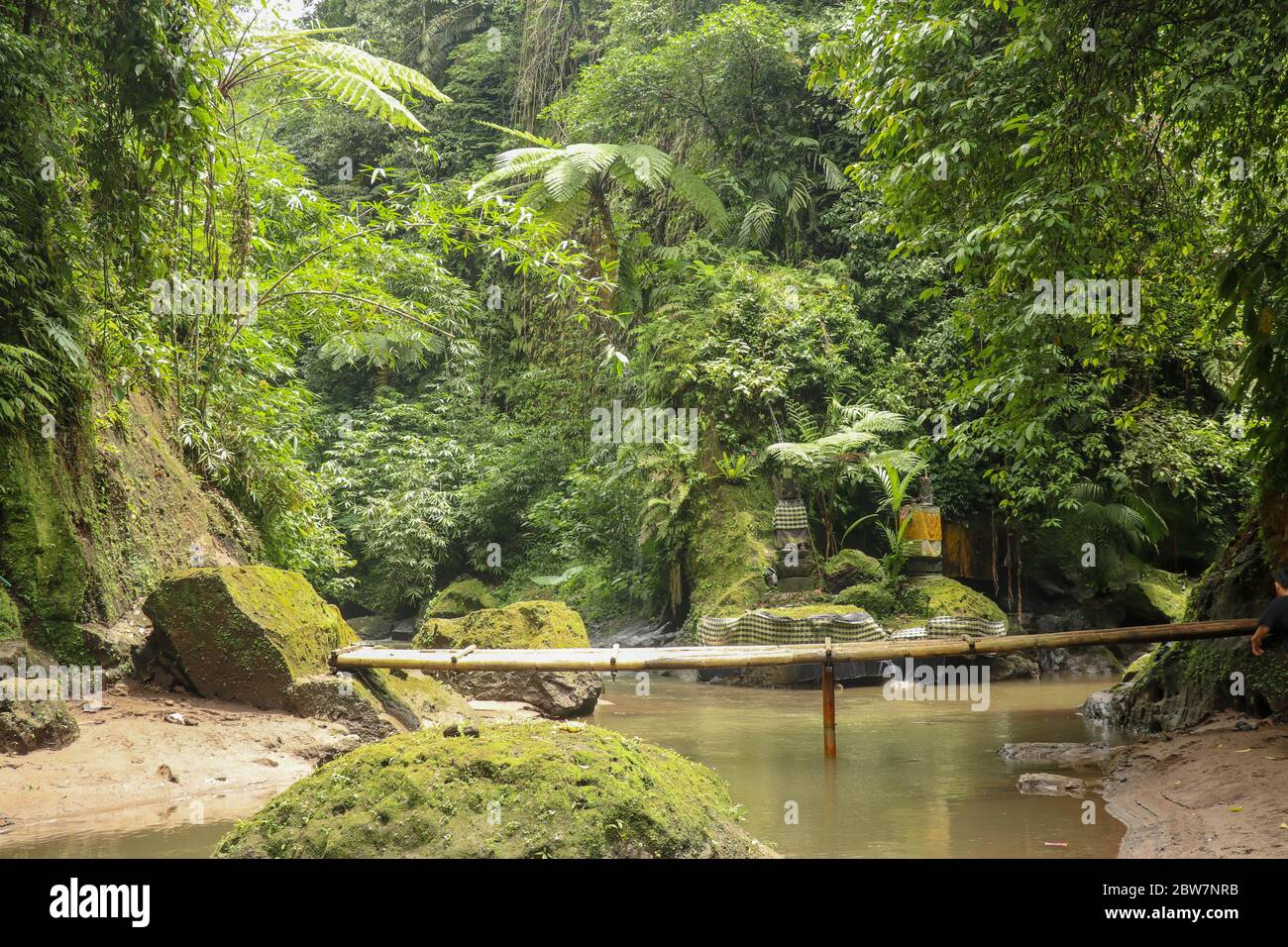 Bamboo pedestrian suspension bridge over river in tropical fores Stock ...