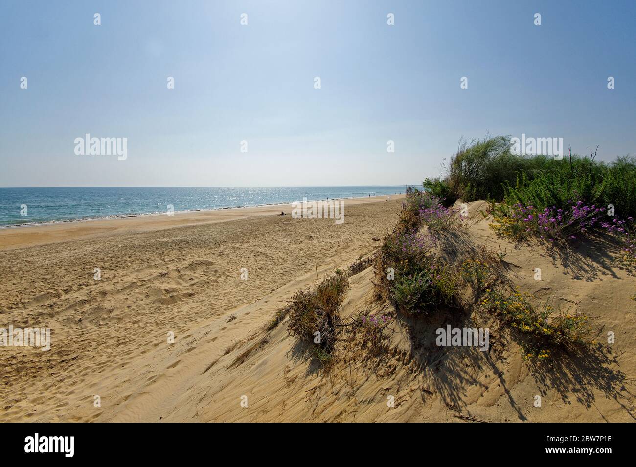 The sandy landscape of Marismas del Odiel National Park in Andalusia ...