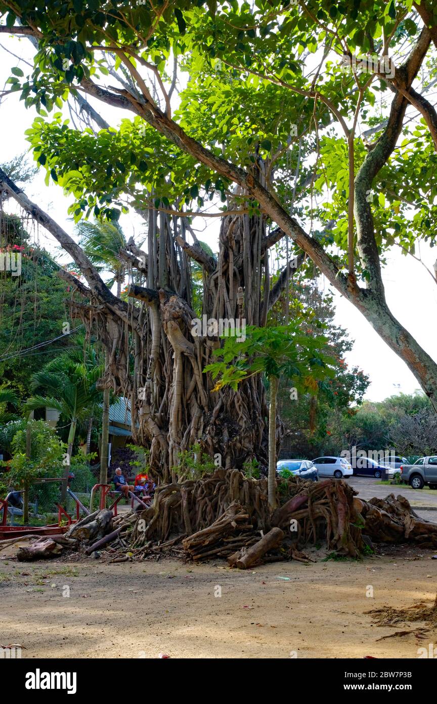 GRAND BAIE / MAURITIUS - AUGUST 13 2018: Old banyan tree in nebter of ...