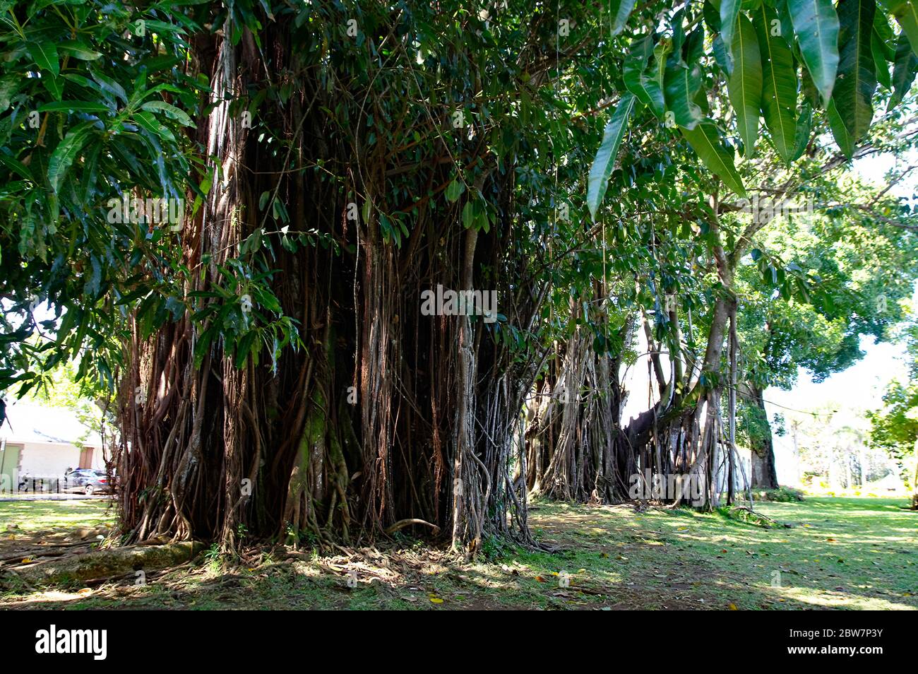GRAND BAIE / MAURITIUS - AUGUST 13 2018: Old banyan tree in nebter of ...