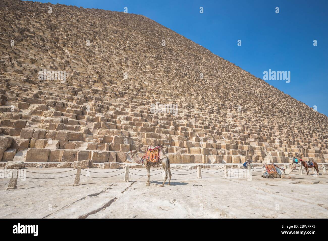 Camels in Egyptian Pyramids Stock Photo - Alamy