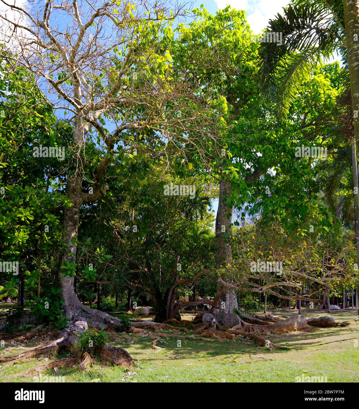 Old trees in the Sir Seewoosagur Ramgoolam Botanical Garden. This is a ...