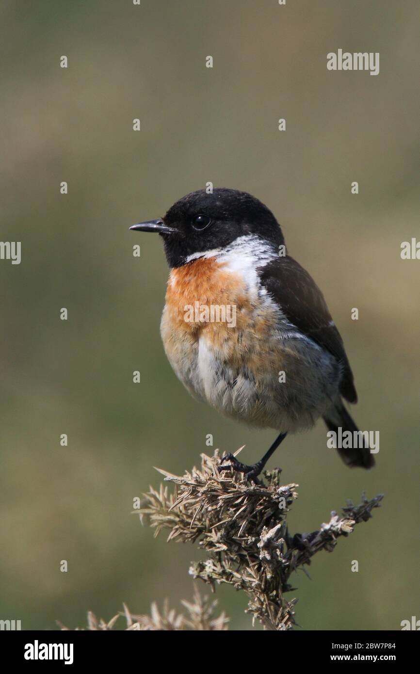 Adult stonechat hi-res stock photography and images - Alamy