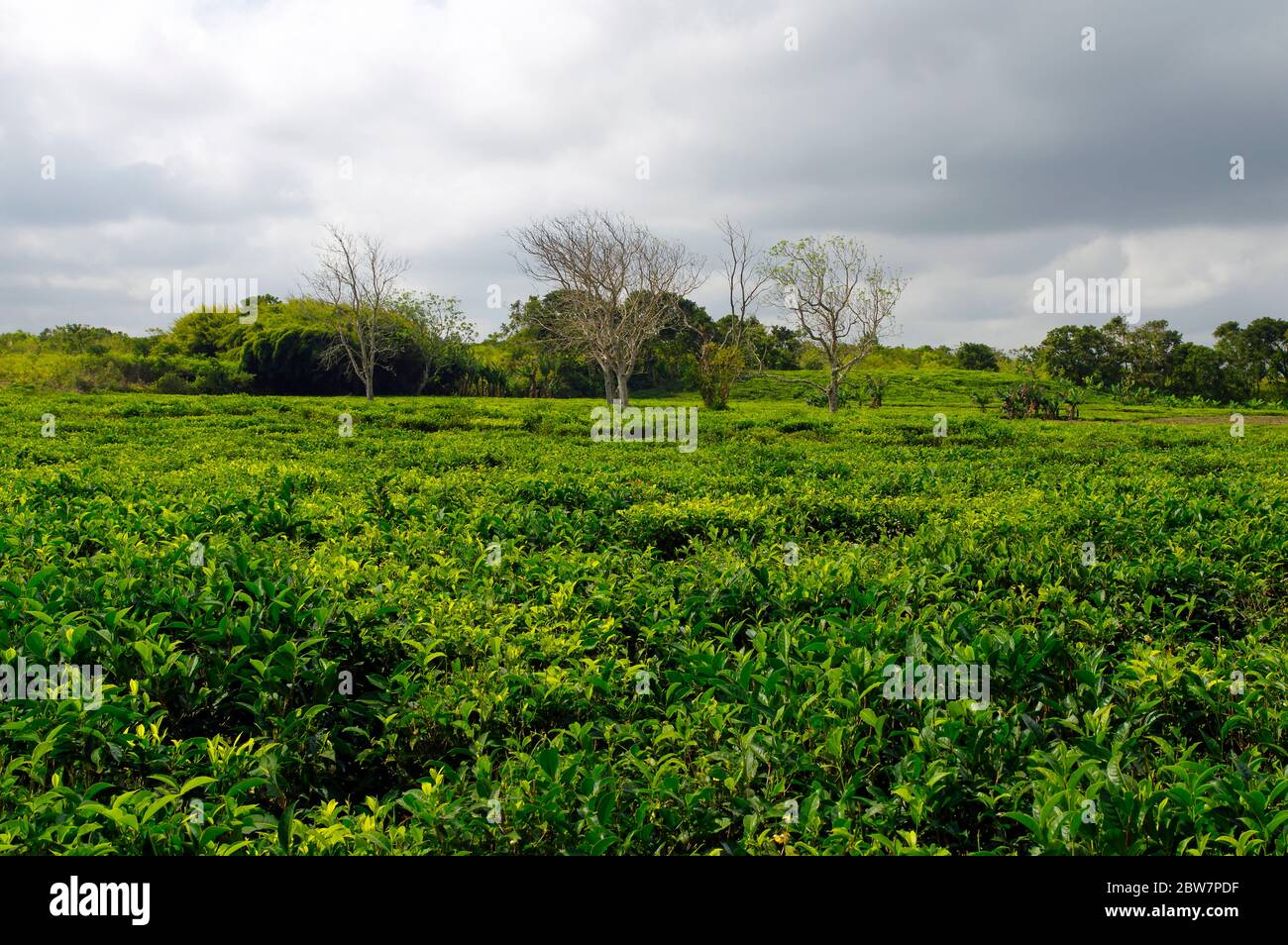 Bois Cheri Tea Factory. Beautiful tea plantation with white cloud blue ...