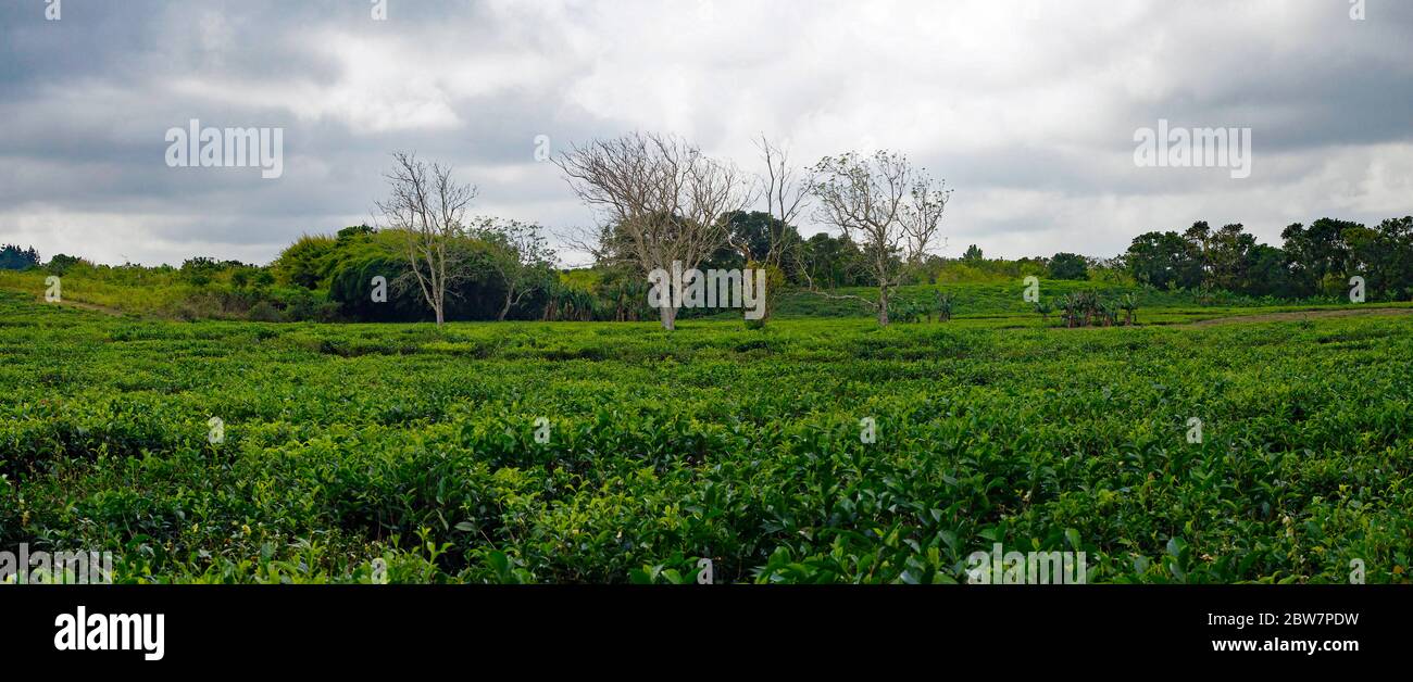 Bois Cheri Tea Factory. Beautiful tea plantation with white cloud blue ...