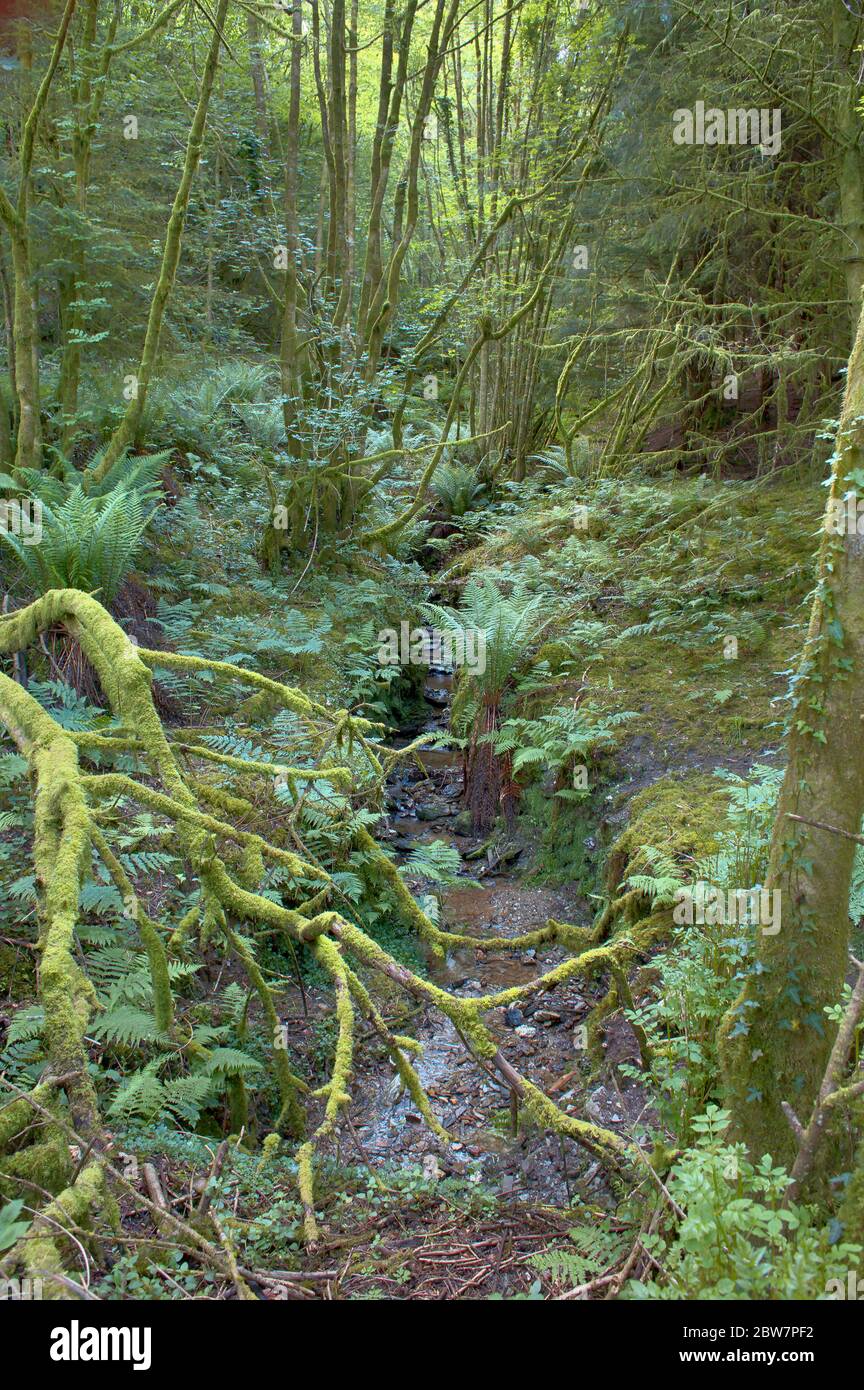 Dried up stream uk hi-res stock photography and images - Alamy