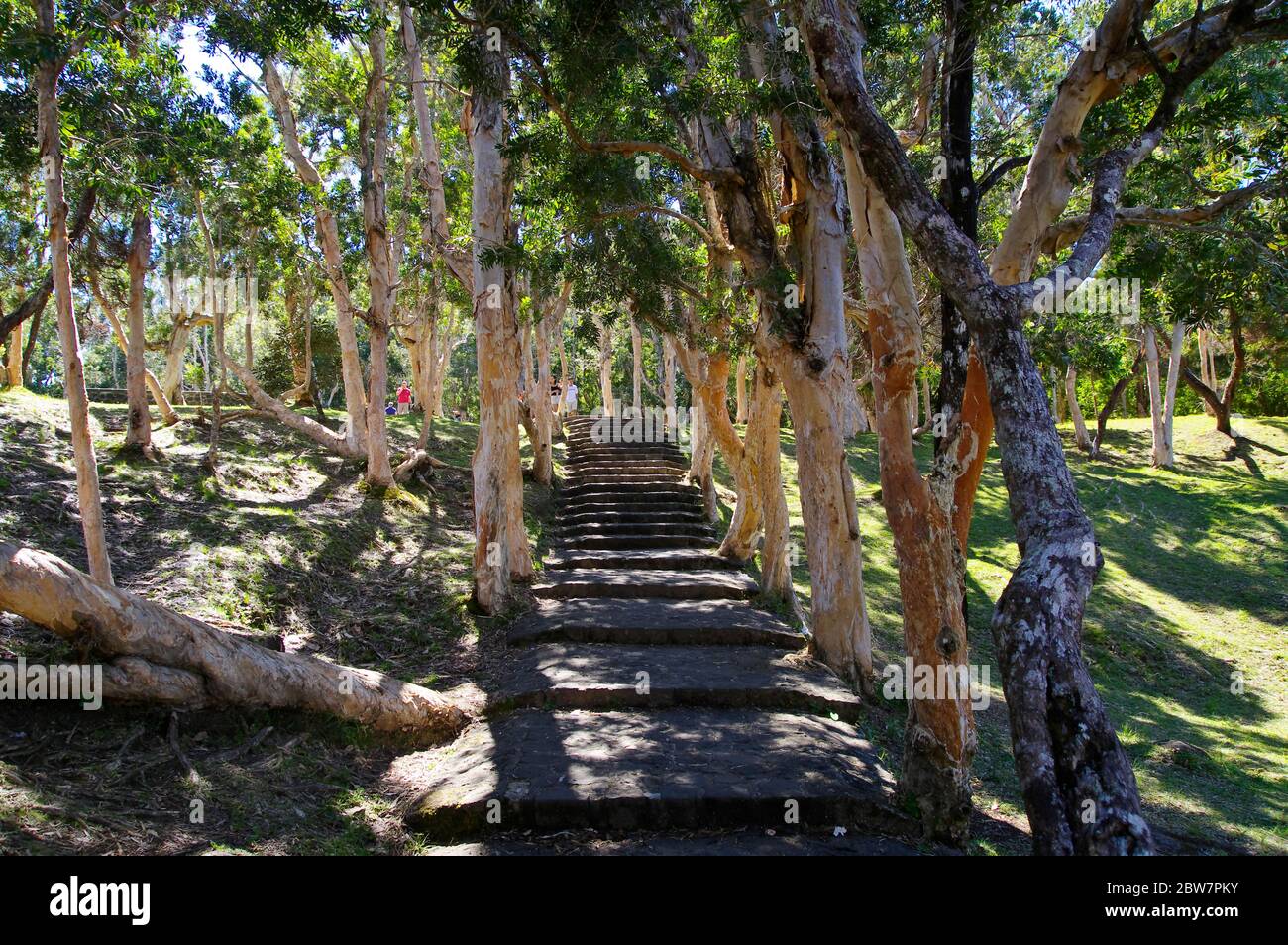 Alexandra mauritius hi-res stock photography and images - Alamy