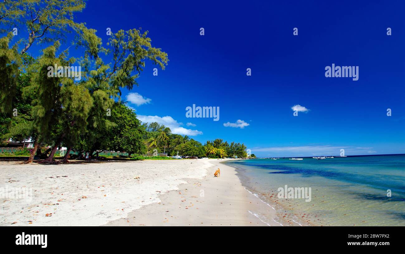 Tamarin mauritius black river hi-res stock photography and images - Alamy