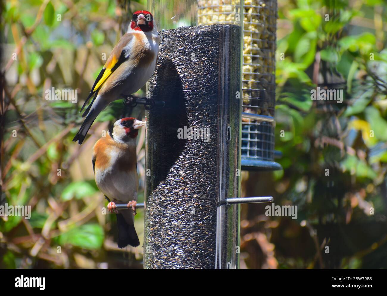 Adult goldfinch Carduelis carduelis has black and white head red face ...