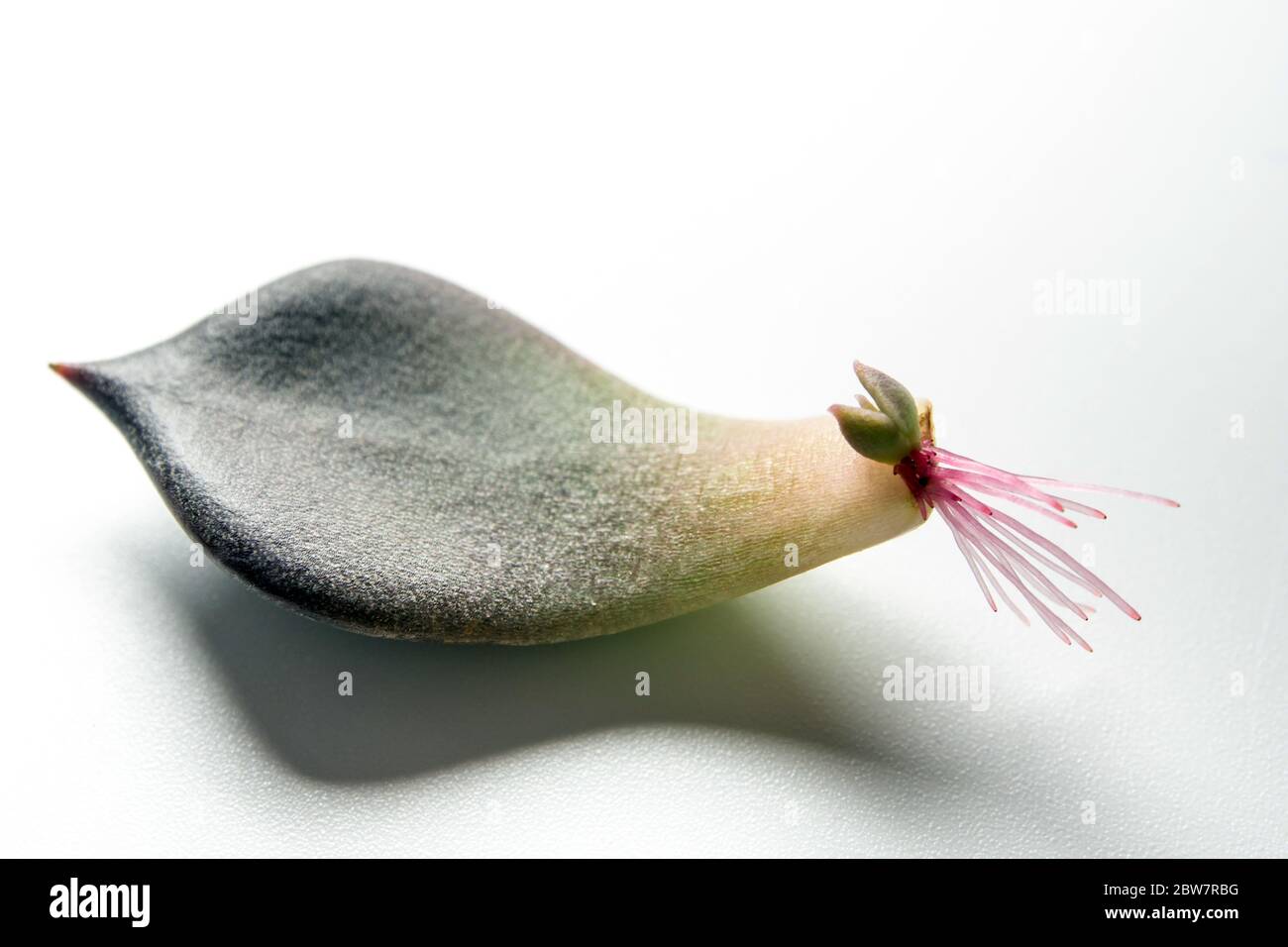 Small roots that grow from the base of the succulent plant leaf Stock ...