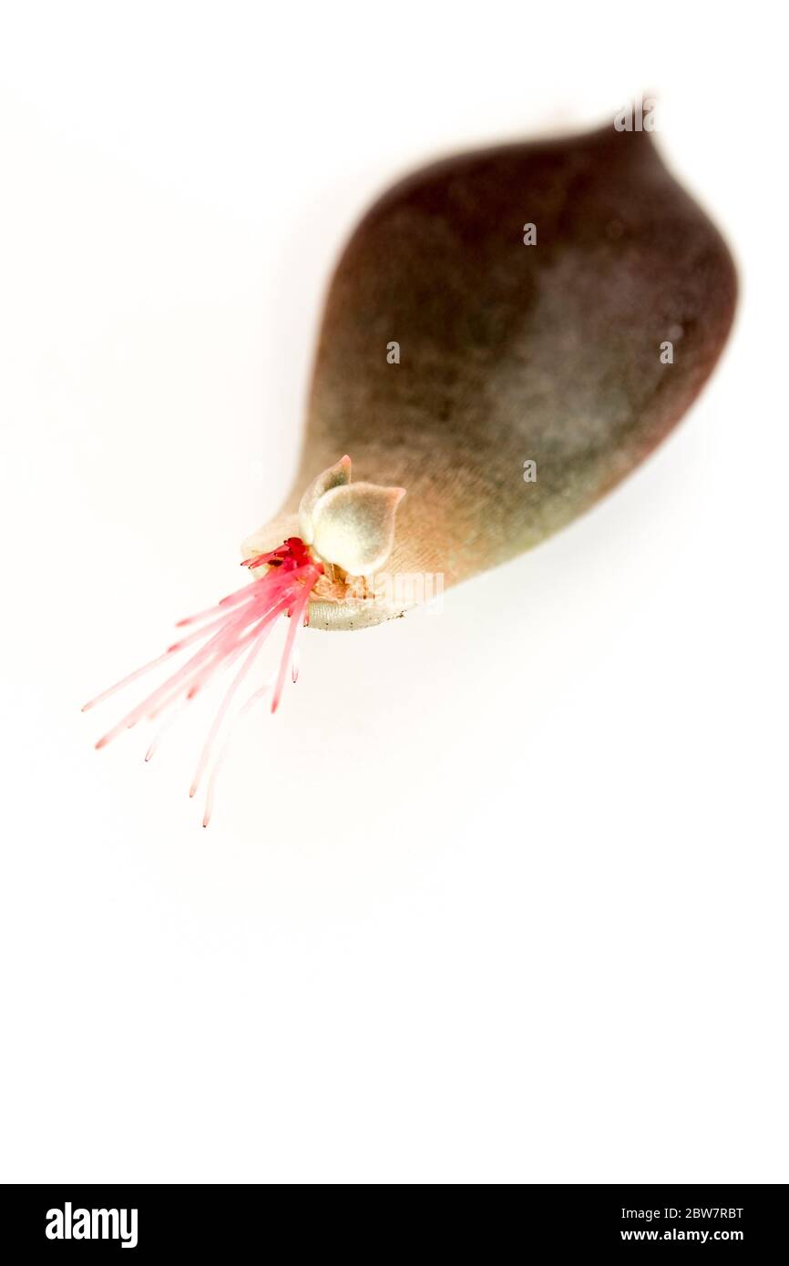 Small roots that grow from the base of the succulent plant leaf Stock ...