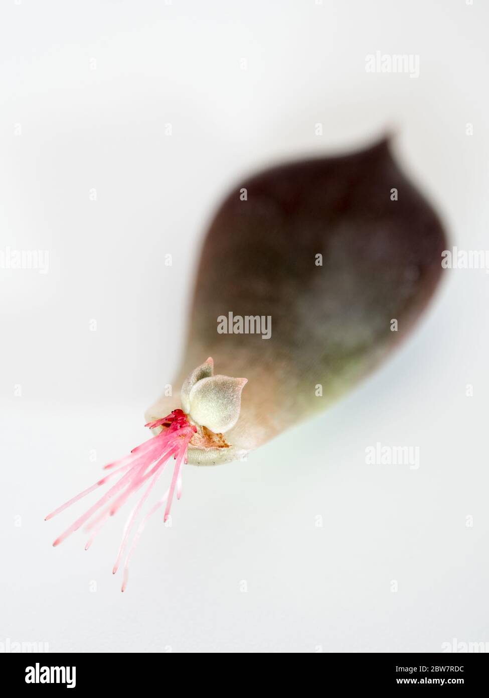 Small roots that grow from the base of the succulent plant leaf Stock ...