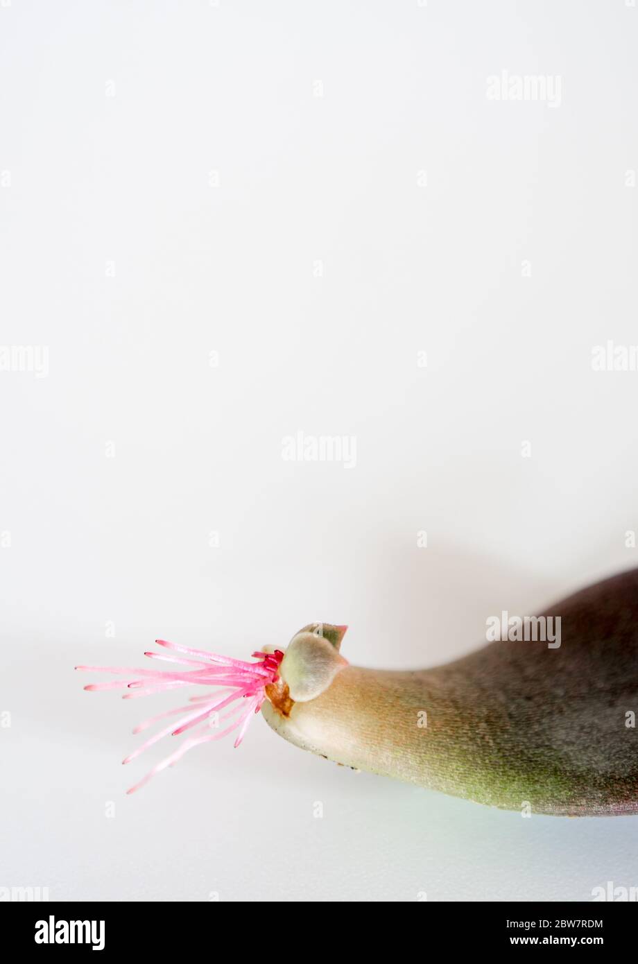 Small roots that grow from the base of the succulent plant leaf Stock ...