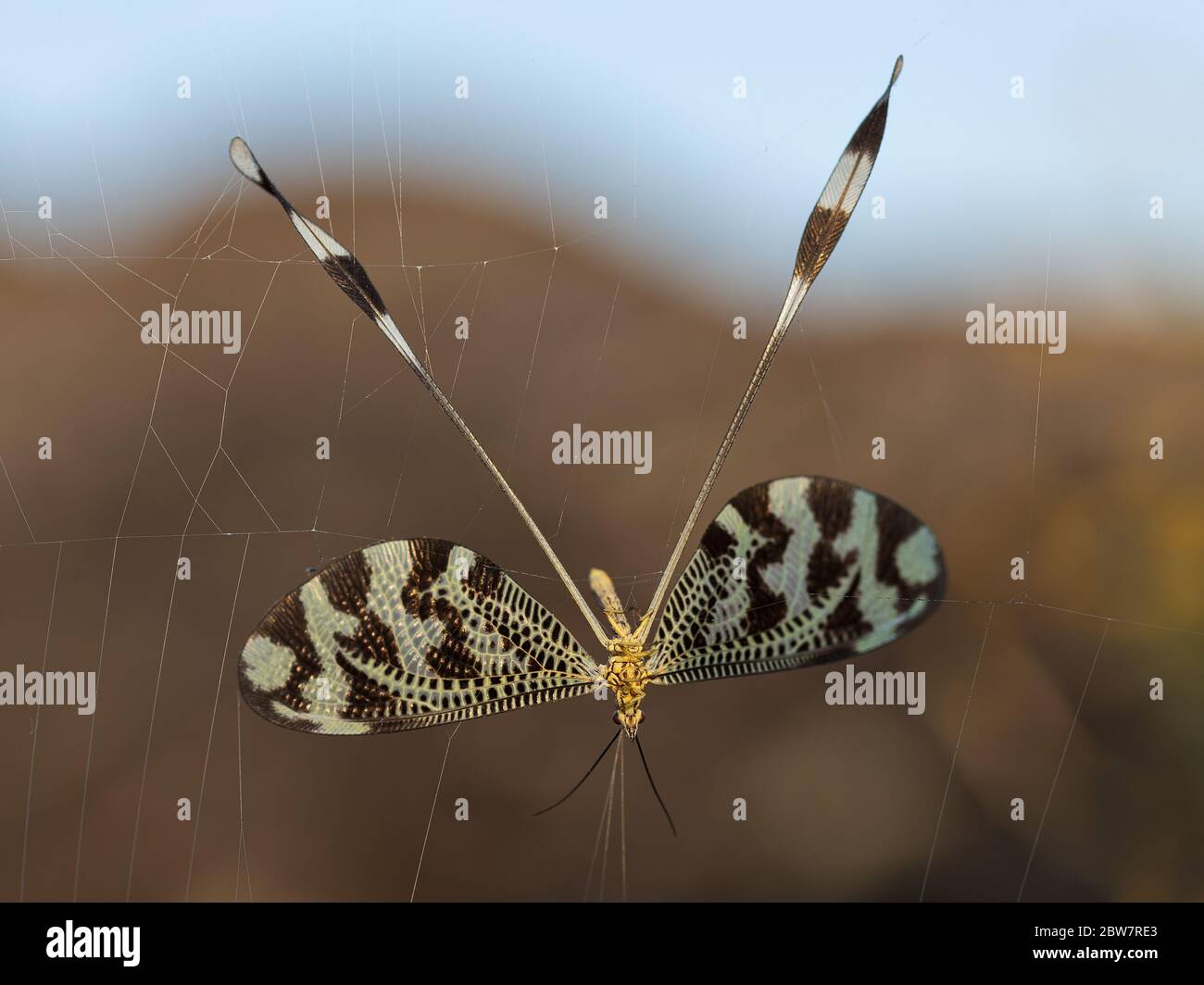 Butterfly Caught In Spider Web High Resolution Stock Photography and ...
