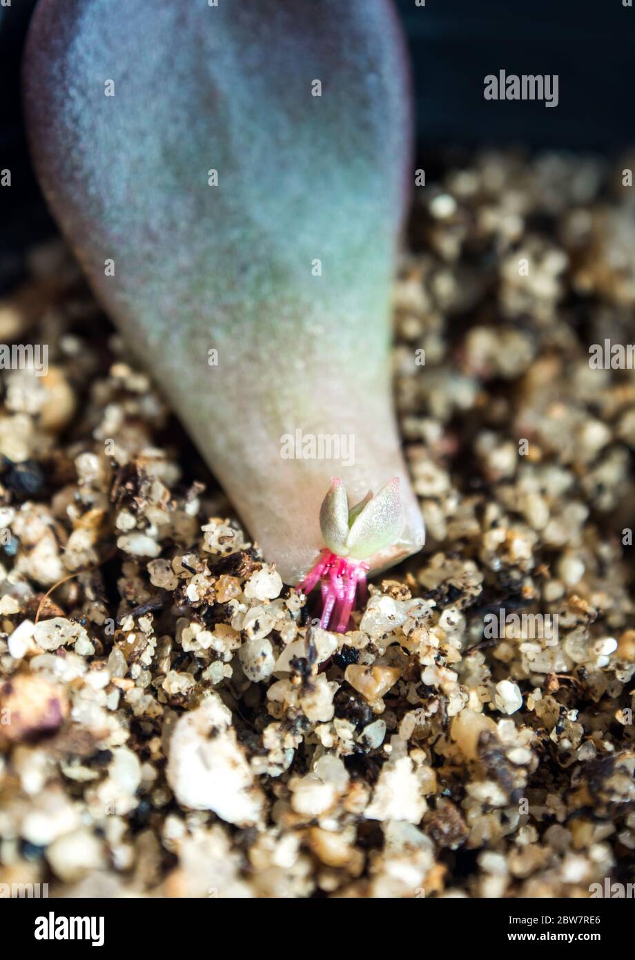 Small roots that grow from the base of the succulent plant leaf Stock ...