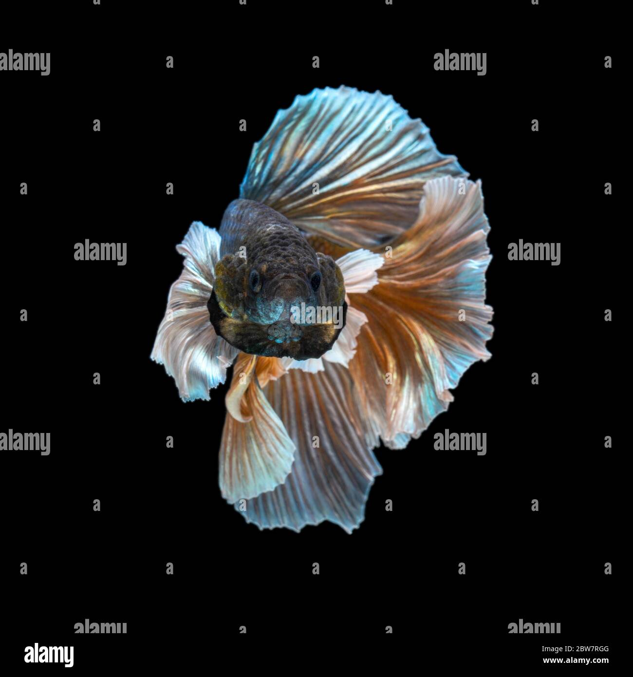 Aggressive fighting fish on black background Stock Photo - Alamy