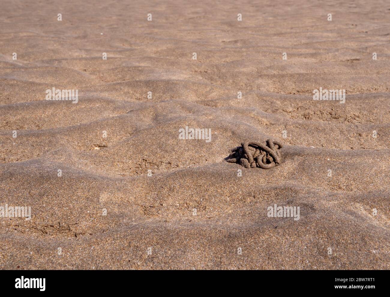 Lugworm worm cast. Aka sandworm, Arenicola marina. Signs of this marine ...