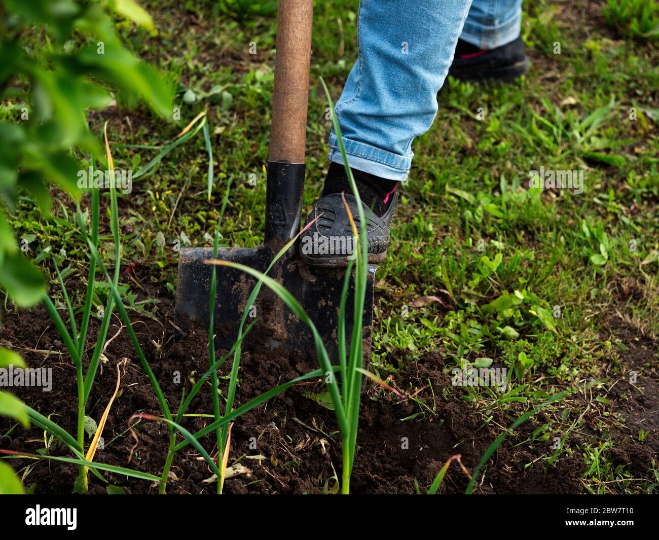 Woman digging in ground hi-res stock photography and images - Alamy