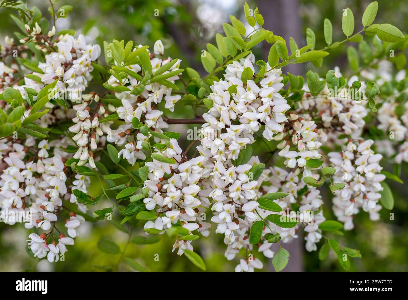 Acacia in bloom hi-res stock photography and images - Alamy