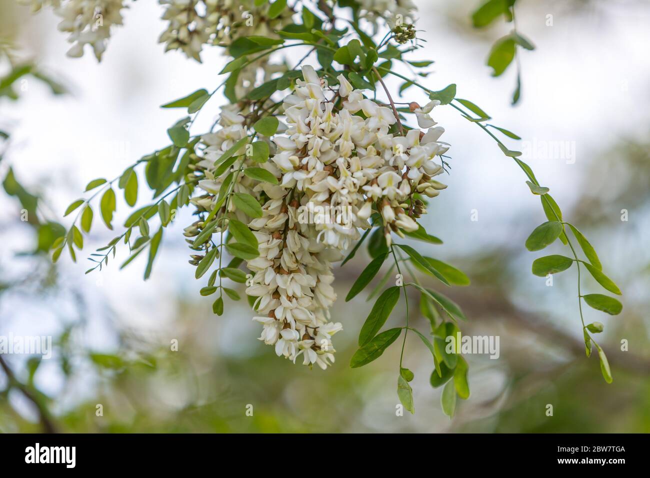 Acacia in bloom hi-res stock photography and images - Alamy