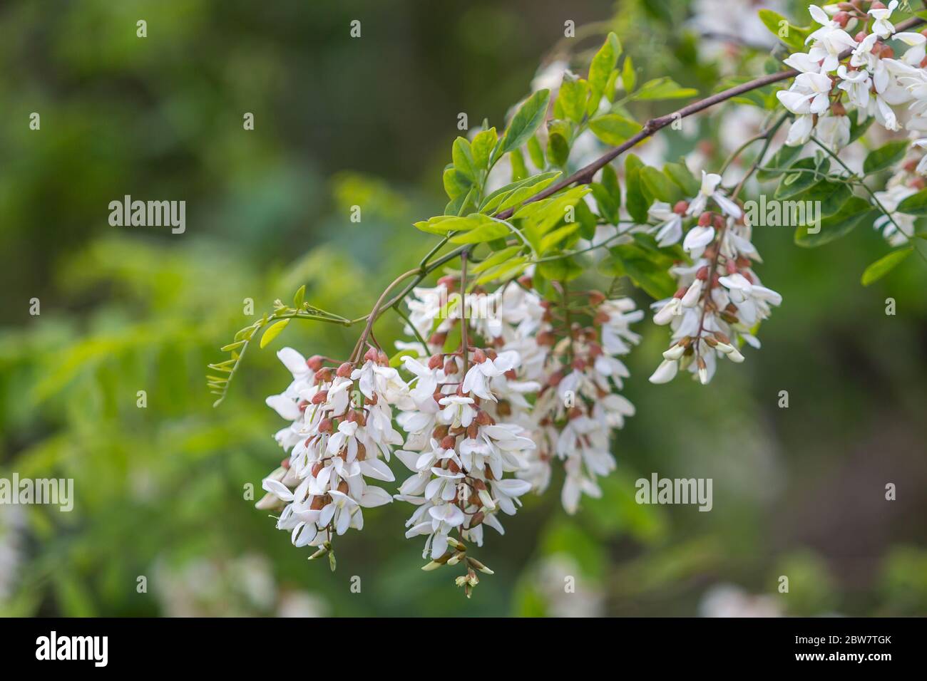 Acacia flowers in natural light hi-res stock photography and images - Alamy